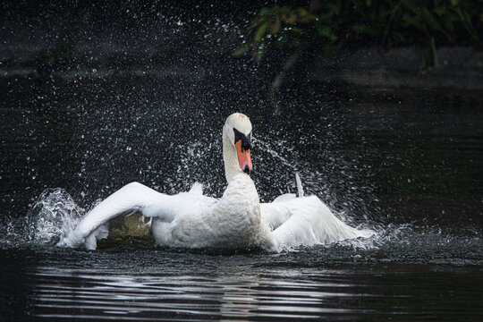 Wassernixe Bilder – Durchsuchen 9,738 Archivfotos, Vektorgrafiken und ...