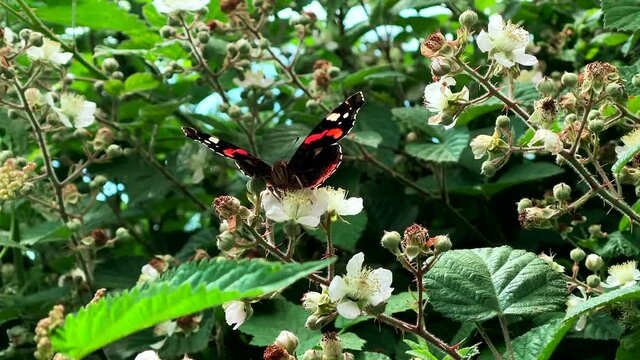 Parides Bilder – Durchsuchen 712 Archivfotos, Vektorgrafiken und Videos ...