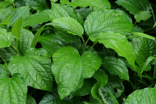 รูปภาพLolot – เลือกดูภาพถ่ายสต็อก เวกเตอร์ และวิดีโอ98 | Adobe Stock