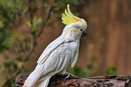 "Sulphur-Crested Cockatoo" Images – Browse 3,950 Stock Photos, Vectors ...