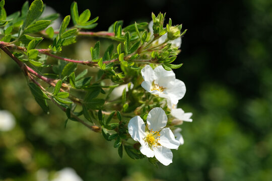 Wonny Bilder – Durchsuchen 85 Archivfotos, Vektorgrafiken und Videos ...