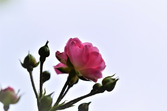 รูปภาพ"Shrub Rose" – เลือกดูภาพถ่ายสต็อก เวกเตอร์ และวิดีโอ747 | Adobe ...