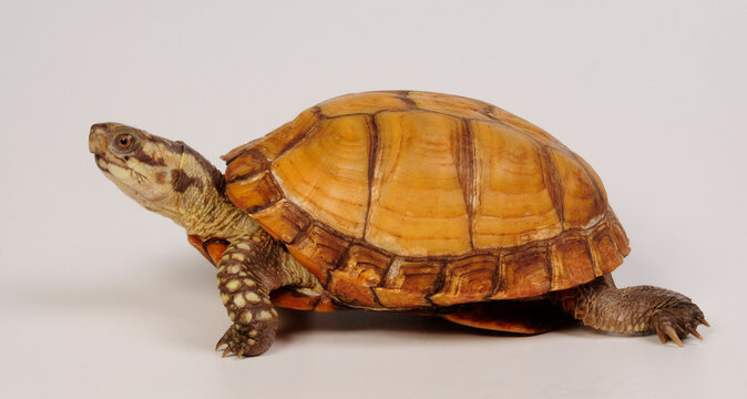 รูปภาพSchutzpanzer – เลือกดูภาพถ่ายสต็อก เวกเตอร์ และวิดีโอ85 | Adobe Stock