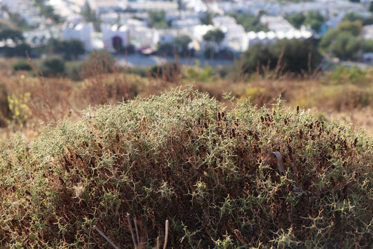 รูปภาพSucha – เลือกดูภาพถ่ายสต็อก เวกเตอร์ และวิดีโอ1,783 | Adobe Stock