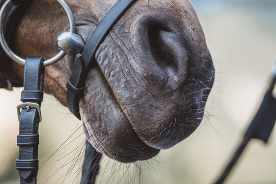 Pferdegebiss Bilder – Durchsuchen 4,229 Archivfotos, Vektorgrafiken und ...