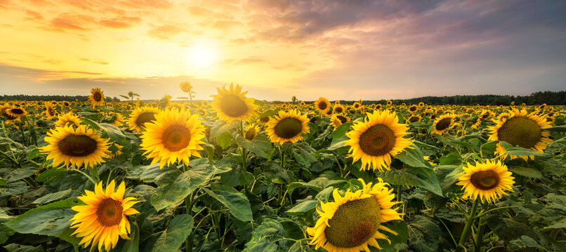 Free Sunflower Images – Browse 1,668 Free Stock Photos, Vectors, and ...