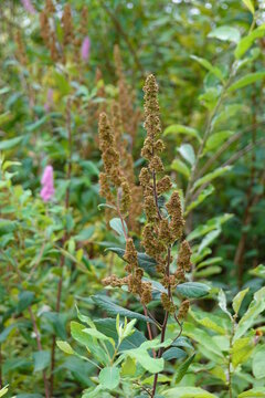 Hardhack Images – Browse 179 Stock Photos, Vectors, and Video | Adobe Stock