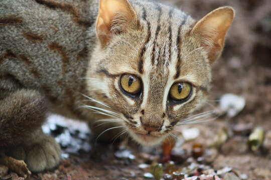 Rusty-Spotted Images – Browse 100 Stock Photos, Vectors, and Video ...