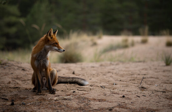 Schlaufuchs Bilder – Durchsuchen 12,956 Archivfotos, Vektorgrafiken und ...