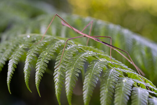 Insectophobia Bilder – Durchsuchen 461 Archivfotos, Vektorgrafiken und ...