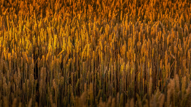 Caryopse bilder – Bläddra bland 42 stockfoton, vektorer och videor ...