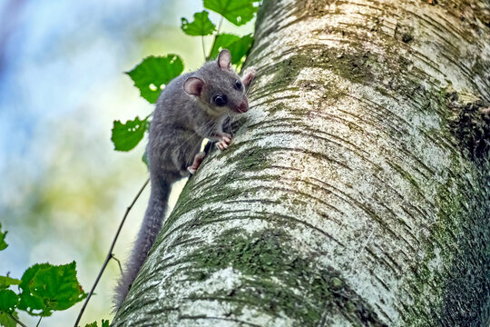 Bilche Bilder – Durchsuchen 2,674 Archivfotos, Vektorgrafiken und ...