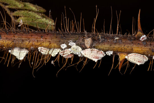 "Scale Insects" 影像 – 瀏覽 2,050 個素材庫相片、向量圖和影片 | Adobe Stock