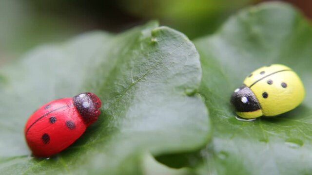 "Cute Little Ladybug" Images – Browse 118 Stock Photos, Vectors, and ...
