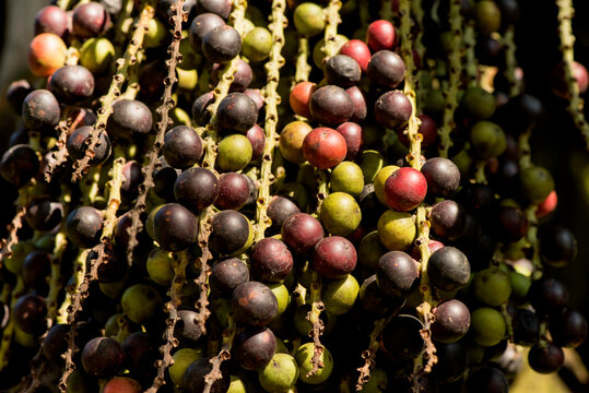 "Buri Palm" Billeder – Gennemse 97 stockfotos, vektorer og videoer ...