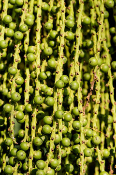 "Buri Palm" Billeder – Gennemse 97 stockfotos, vektorer og videoer ...