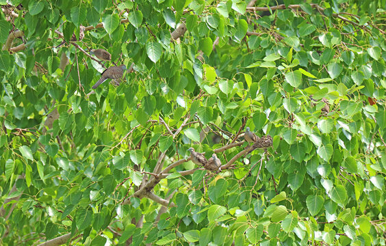 รูปภาพKurokutok – เลือกดูภาพถ่ายสต็อก เวกเตอร์ และวิดีโอ1,856 | Adobe Stock