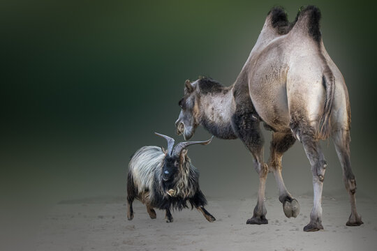 Ralph Lear Fotos, Bilder, Stockmedien | Adobe Stock