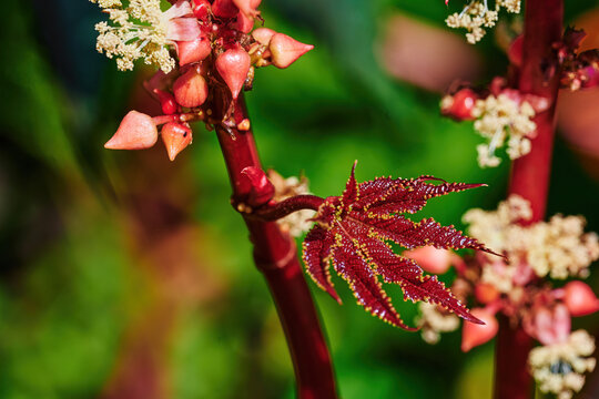Rizinusstrauch Bilder – Durchsuchen 794 Archivfotos, Vektorgrafiken und ...