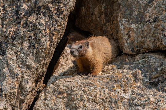 "Yellow-Bellied Marmot" Images – Browse 927 Stock Photos, Vectors, and ...