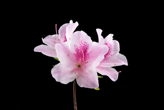 "Pink Azalea" Bilder – Durchsuchen 531 Archivfotos, Vektorgrafiken und ...