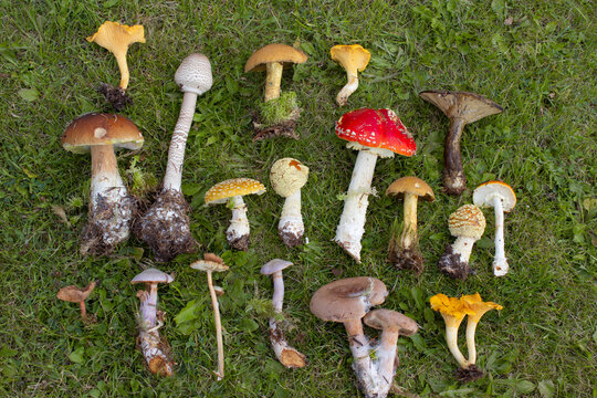 Pilzsorten Bilder – Durchsuchen 2,136 Archivfotos, Vektorgrafiken und ...