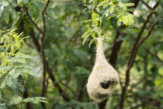 "Weaver Bird Nest" Images – Browse 262 Stock Photos, Vectors, and Video ...