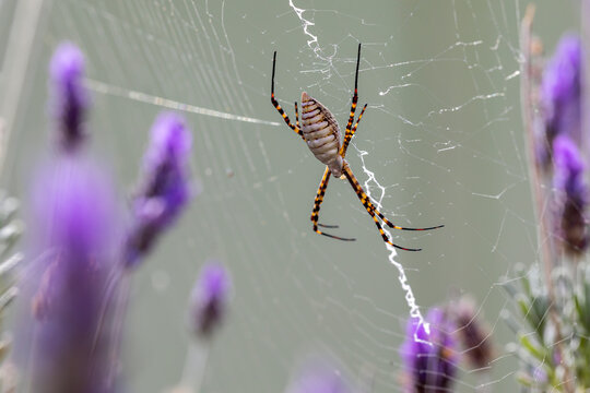 "Corn Spider"-Bilder: Stock-Fotos & -Videos. | Adobe Stock