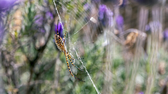 "Corn Spider" Bilder – Durchsuchen 833 Archivfotos, Vektorgrafiken und ...