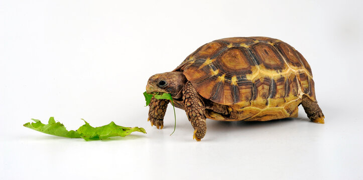 Belliana Bilder – Durchsuchen 232 Archivfotos, Vektorgrafiken und ...