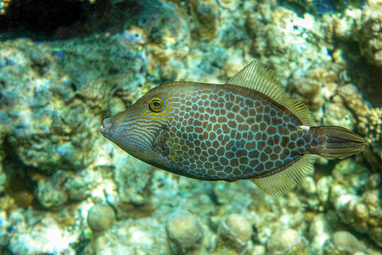 「Filefish」の画像 - 1,709 件の Stock 写真、ベクターおよびビデオ | Adobe Stock