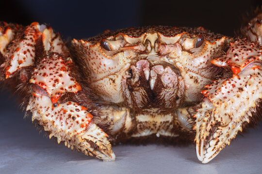 "Hair Crab" Images – Browse 71 Stock Photos, Vectors, and Video | Adobe ...