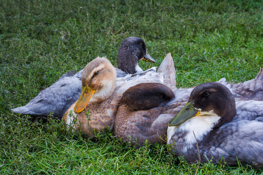 Natatorial Bilder – Durchsuchen 1,682 Archivfotos, Vektorgrafiken und ...