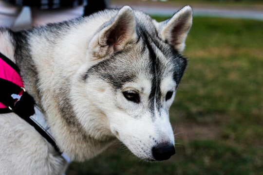 Imagens de Domado – Explore Fotografias do Stock, Vetores e Vídeos de ...