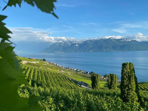 "Genfer-Bilder: Stock-Fotos & -Videos. | Adobe Stock