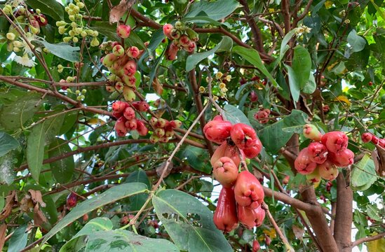 รูปภาพChambakka – เลือกดูภาพถ่ายสต็อก เวกเตอร์ และวิดีโอ2,370 | Adobe Stock