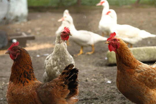 รูปภาพKury – เลือกดูภาพถ่ายสต็อก เวกเตอร์ และวิดีโอ454 | Adobe Stock