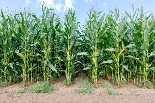 "Corn Stalks" Images – Browse 5,916 Stock Photos, Vectors, and Video ...