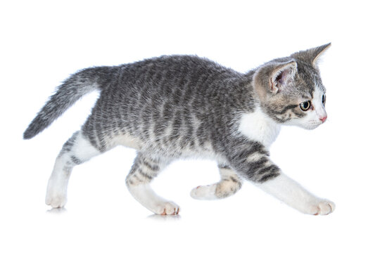 Kitten Running Images – Browse 18,566 Stock Photos, Vectors, and Video ...