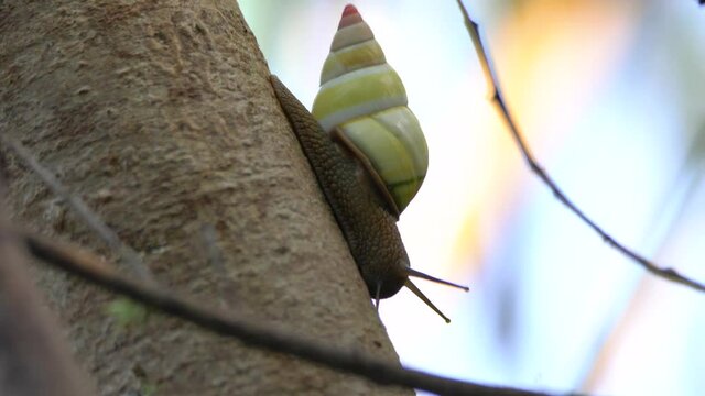 "O'ahu Tree Snail" Images – Browse 525 Stock Photos, Vectors, and Video ...