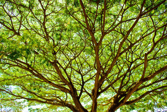 Imágenes de Galhos: descubre bancos de fotos, ilustraciones, vectores y ...