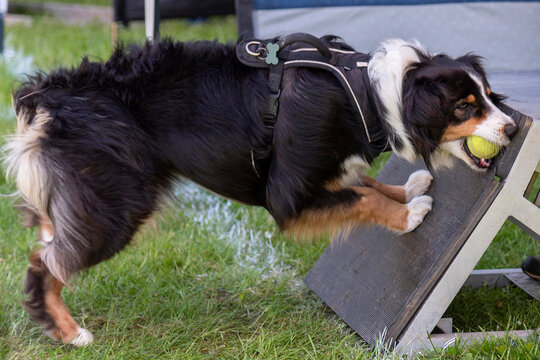 Flyball Bilder – Durchsuchen 504 Archivfotos, Vektorgrafiken und Videos ...