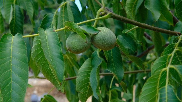 "Walnut Tree" Images – Browse 24,785 Stock Photos, Vectors, and Video ...
