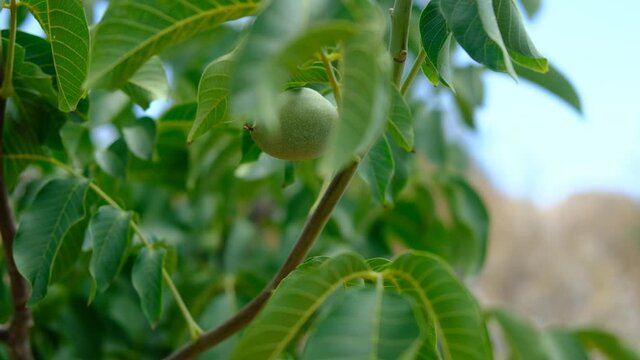 "Walnut Tree" Images – Browse 24,462 Stock Photos, Vectors, and Video ...