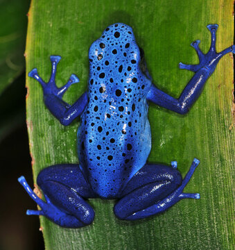 รูปภาพAzureus – เลือกดูภาพถ่ายสต็อก เวกเตอร์ และวิดีโอ416 | Adobe Stock