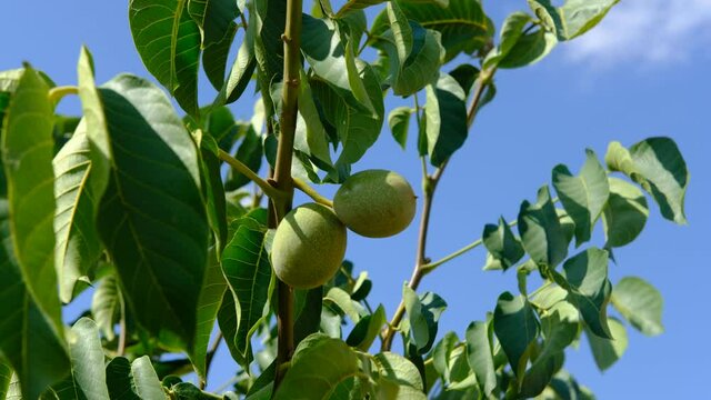 "Walnut Tree" Images – Browse 24,462 Stock Photos, Vectors, and Video ...