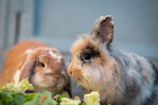 Zwerghasen Images – Browse 35 Stock Photos, Vectors, and Video | Adobe ...