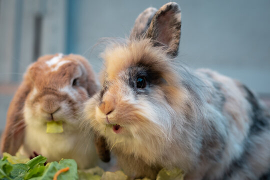 Zwerghasen Images – Browse 35 Stock Photos, Vectors, and Video | Adobe ...