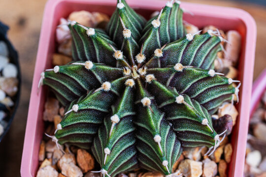 Xerophyten Bilder – Durchsuchen 16,006 Archivfotos, Vektorgrafiken und ...