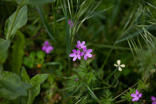 Pinwing 이미지 – 찾아보기 197 스톡 사진, 벡터 및 비디오 | Adobe Stock